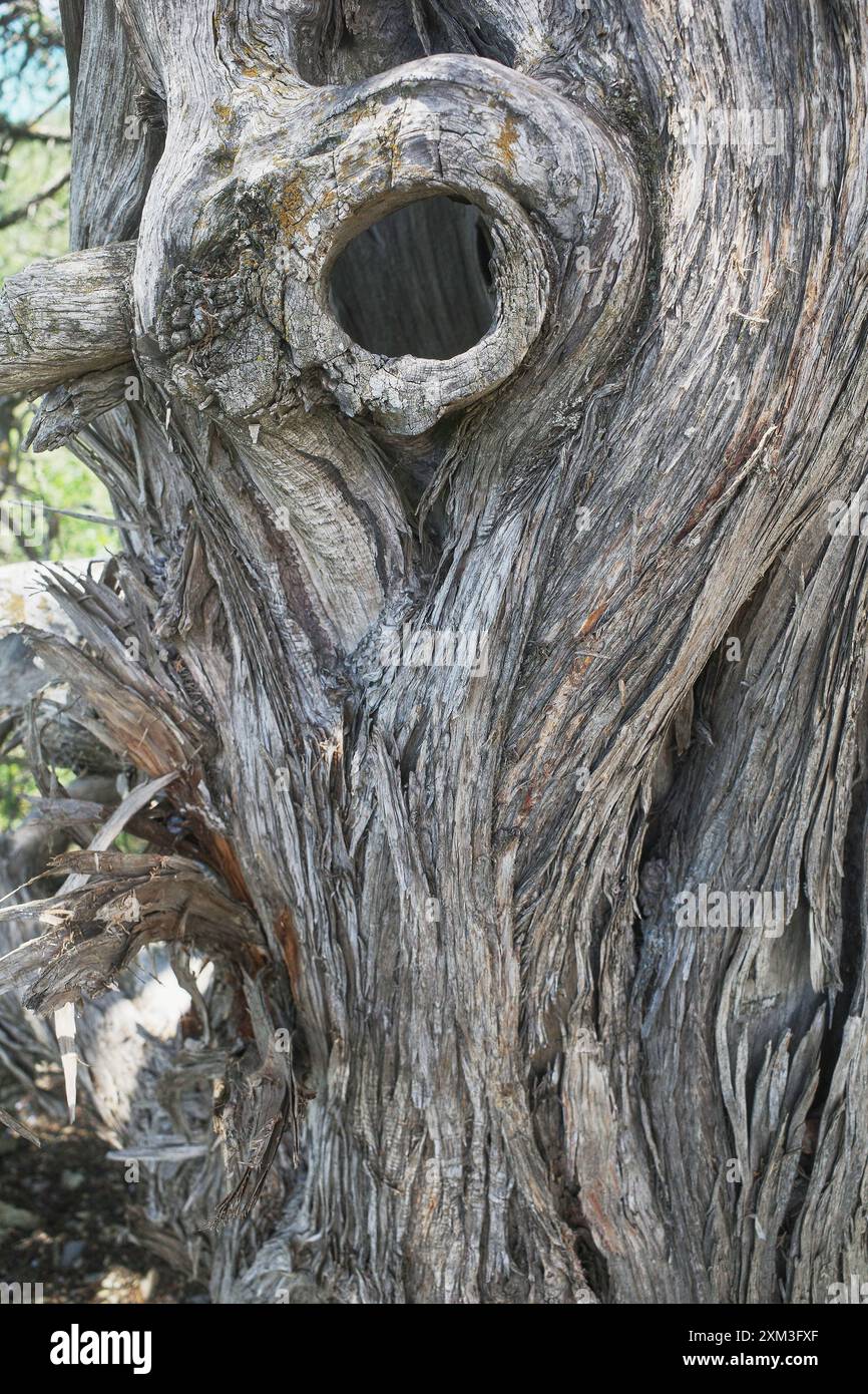 The hollow of an old relic tree. Gray trunk faded in the sun Stock ...