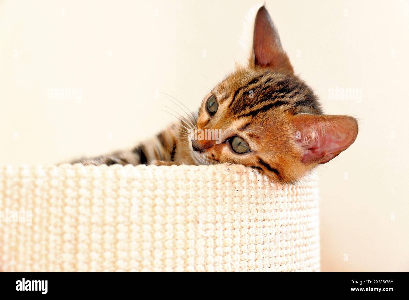 Katze jung hi-res stock photography and images - Alamy