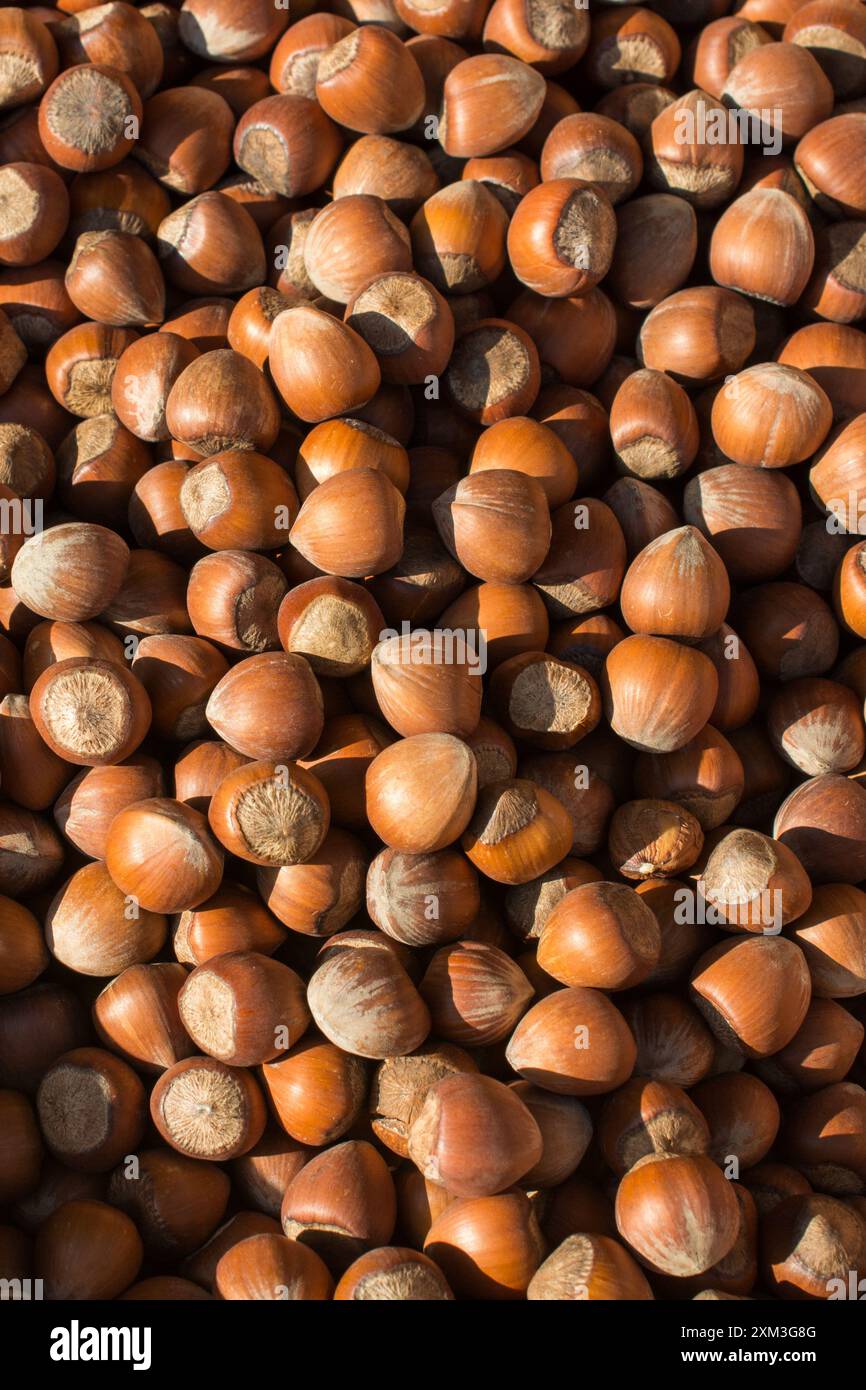 Dried unshelled hazelnuts seeds of Whole nuts as background Stock Photo ...