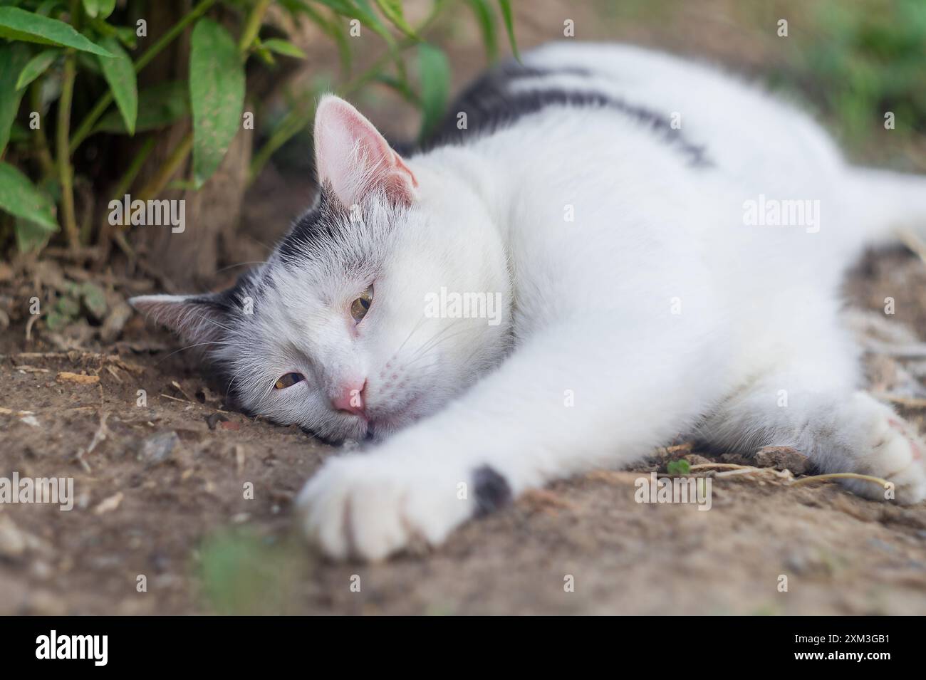 Funny black and white cat lying on the ground with her left paw ...