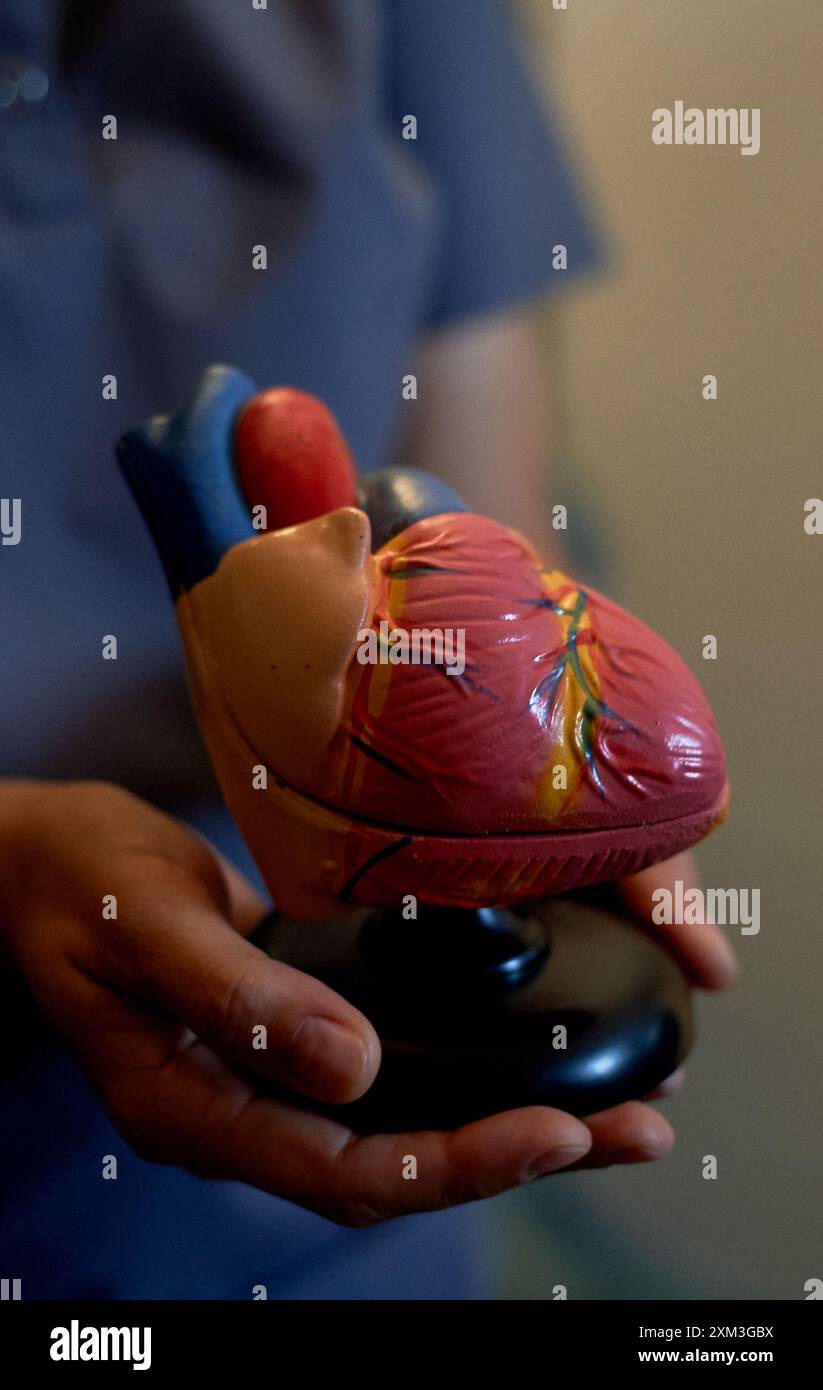 A model of a heart in human hands. Taking care of your health Stock ...
