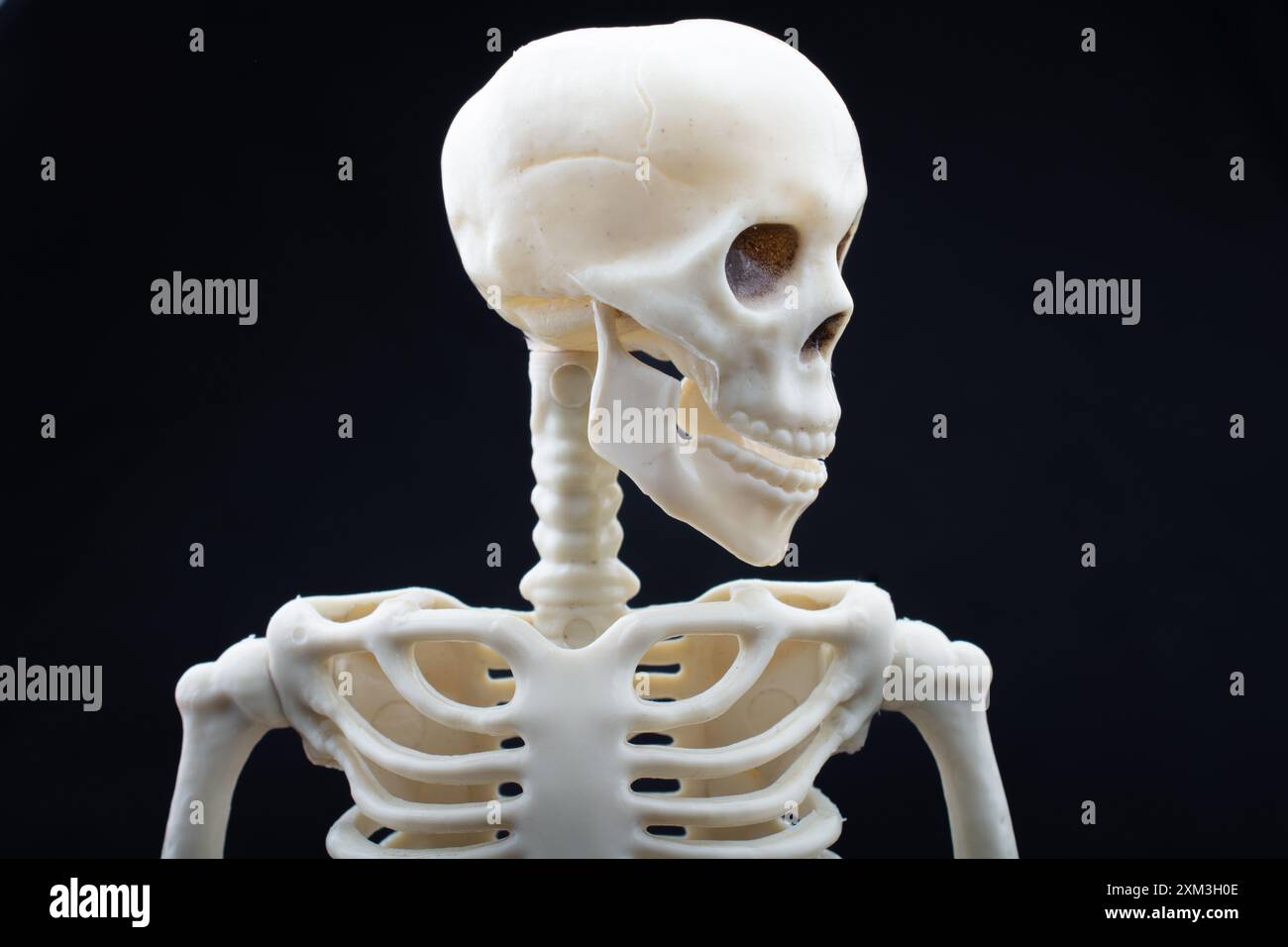 Human skeleton skull model for anatomy science. Medical clinic concept ...