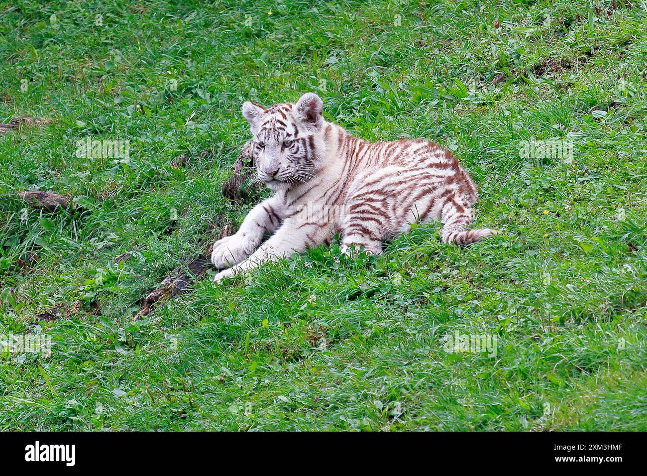 Tigre blanc royal hi-res stock photography and images - Alamy