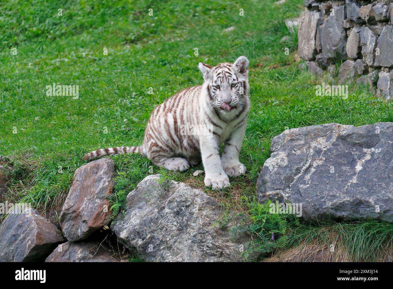 Tigre panthera tigris hi-res stock photography and images - Alamy