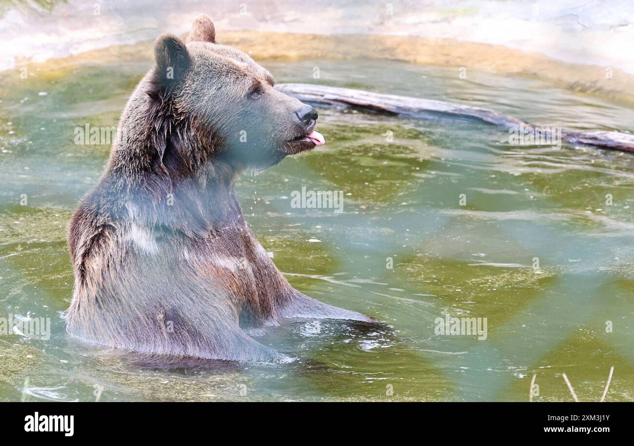 Tierpark Possen Sondershausen 23.07.2024, Sondershausen, Freizeitpark ...