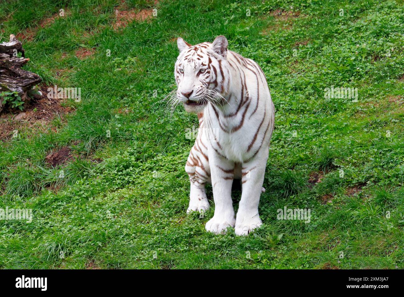 Tigre albino hi-res stock photography and images - Alamy
