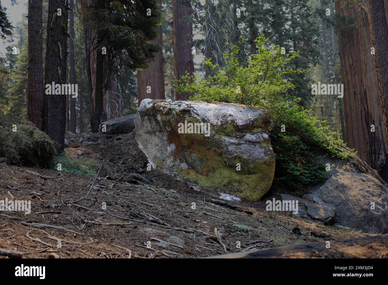 A giant granite boulder covered with green, brown and rust colored moss ...
