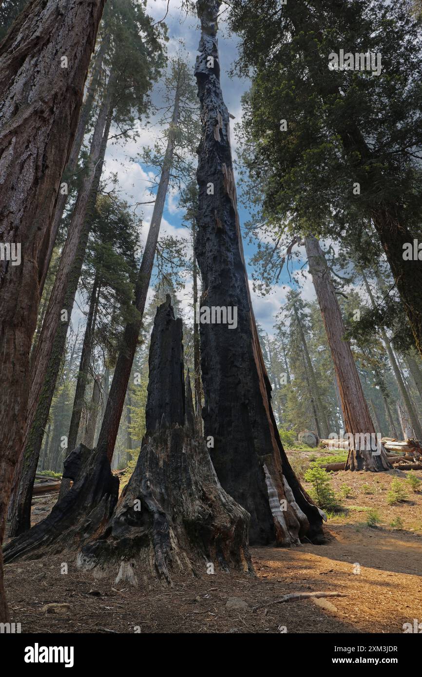 The trunk of three Giant Sequoia Trees charred and burned from a fire ...