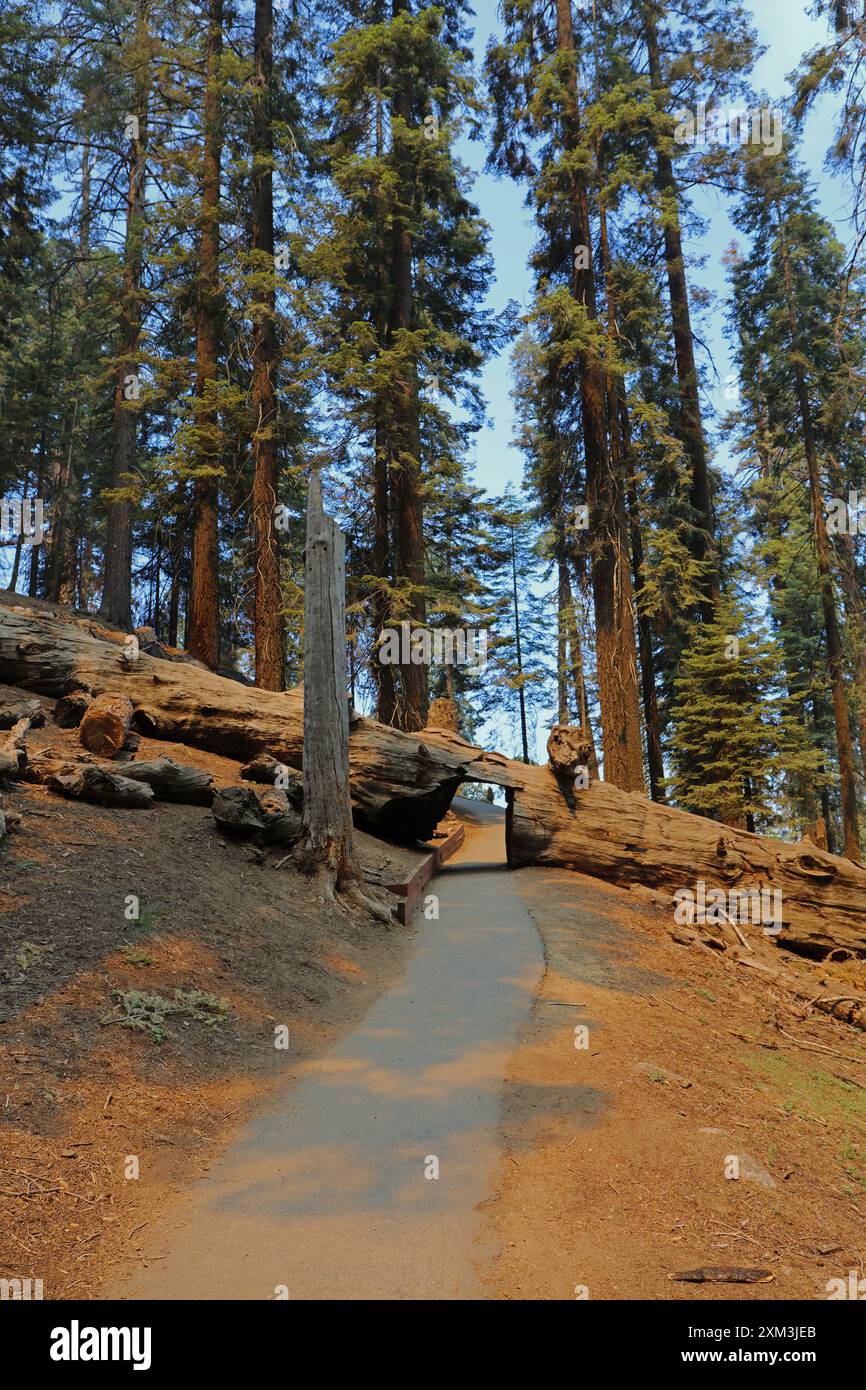 A felled Giant Sequoia Tree, across a hiking trail, with a tunnel cut ...