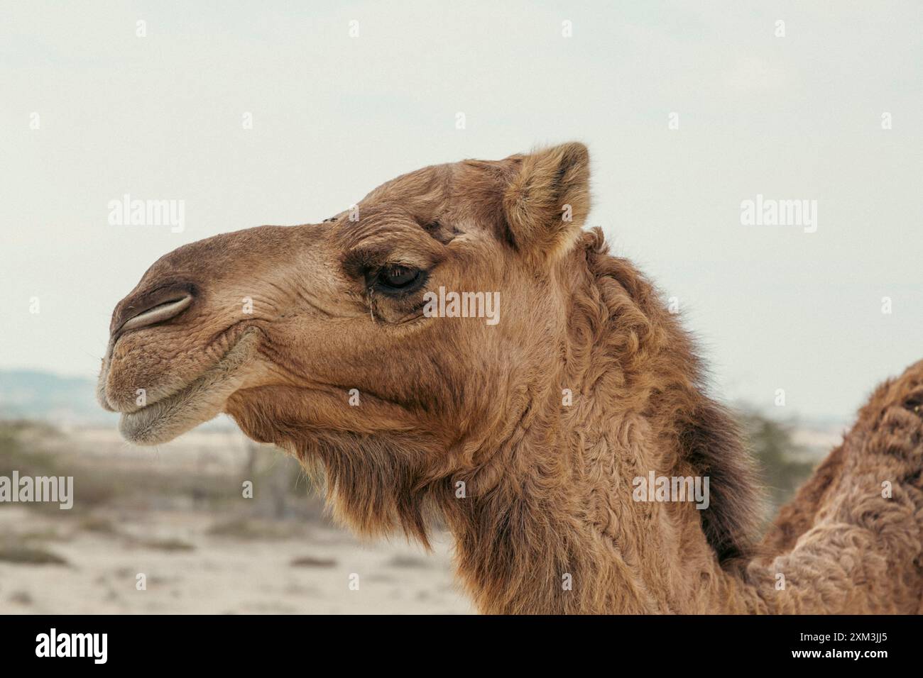 Closeup profile of a camel in perfect details Stock Photo - Alamy