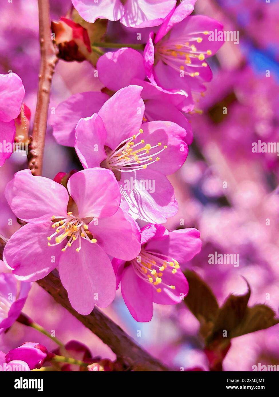 Beautiful and delicate bright pink spring flowers in the sunlight Stock ...