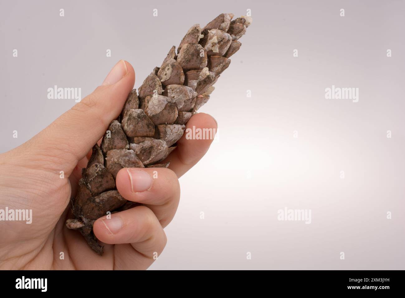 Pine cone in hand on a white background Stock Photo - Alamy