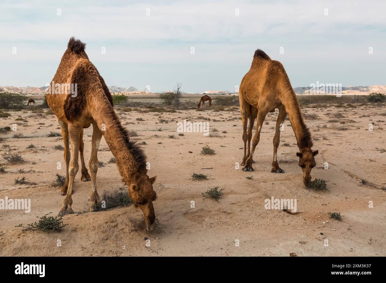 two camels grazing around on Gheshm Island, Hormozgan, Iran Stock Photo ...