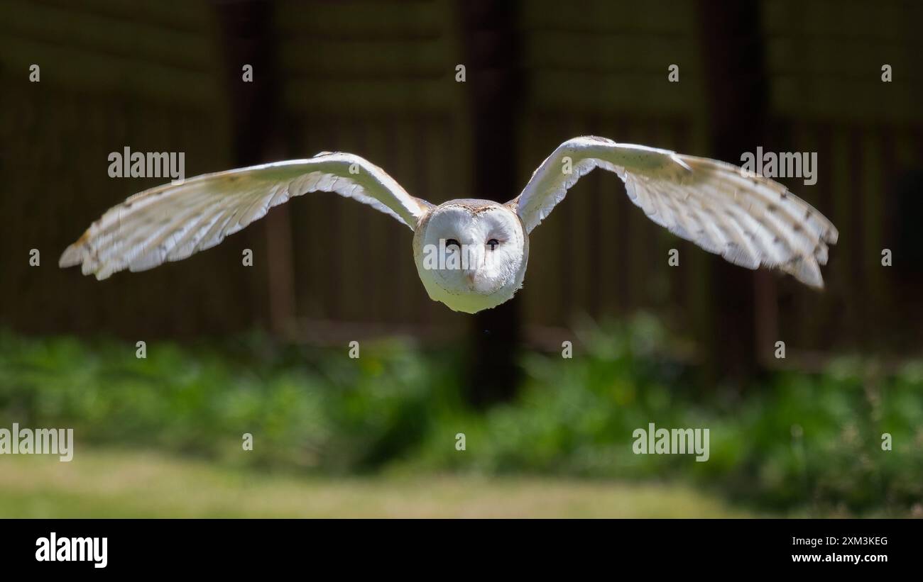 An amazing close up of a barn owl, tyto alba, as it flies directly ...