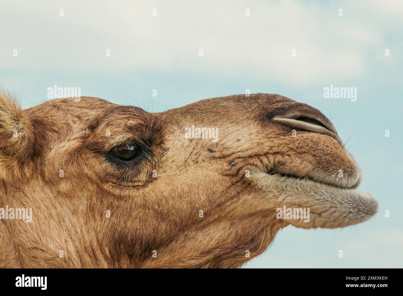Closeup profile of a camel in perfect details Stock Photo - Alamy
