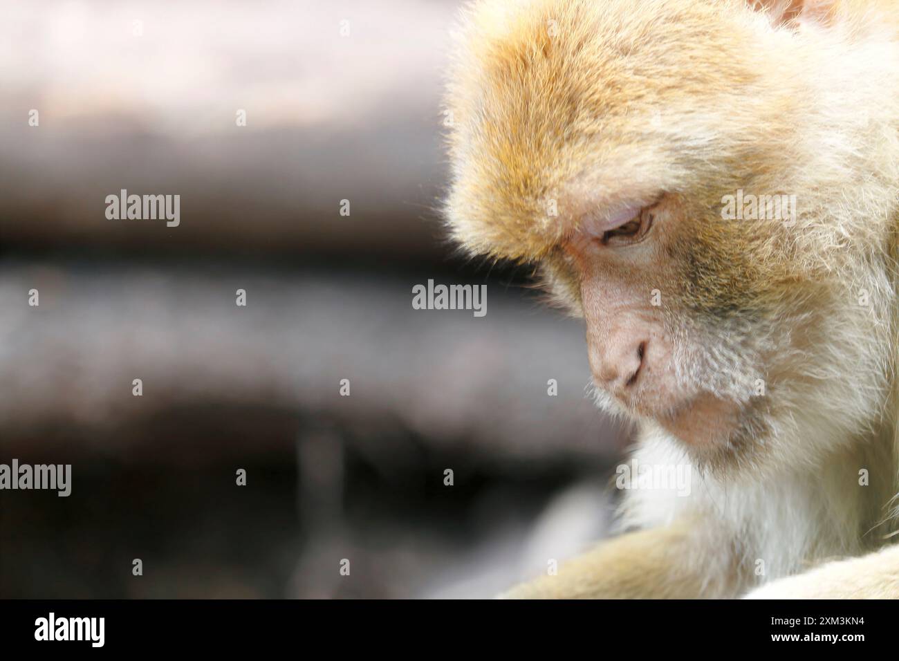 Affe traurig hi-res stock photography and images - Alamy