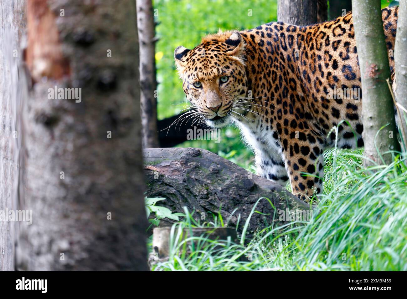 Chinesischer leopard hi-res stock photography and images - Alamy