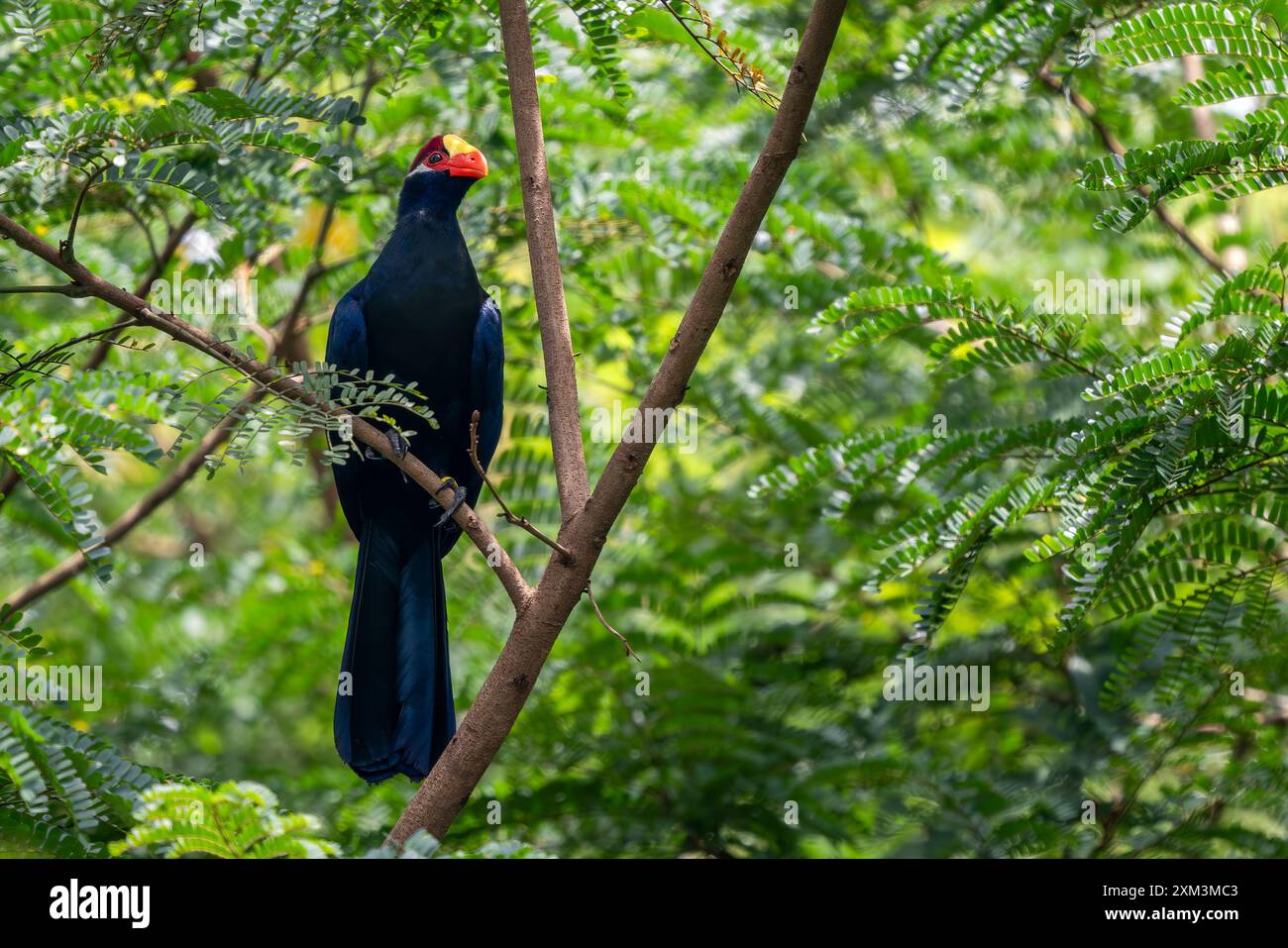 Violet Turaco - Tauraco violaceus, beautiful colored large turaco bird ...