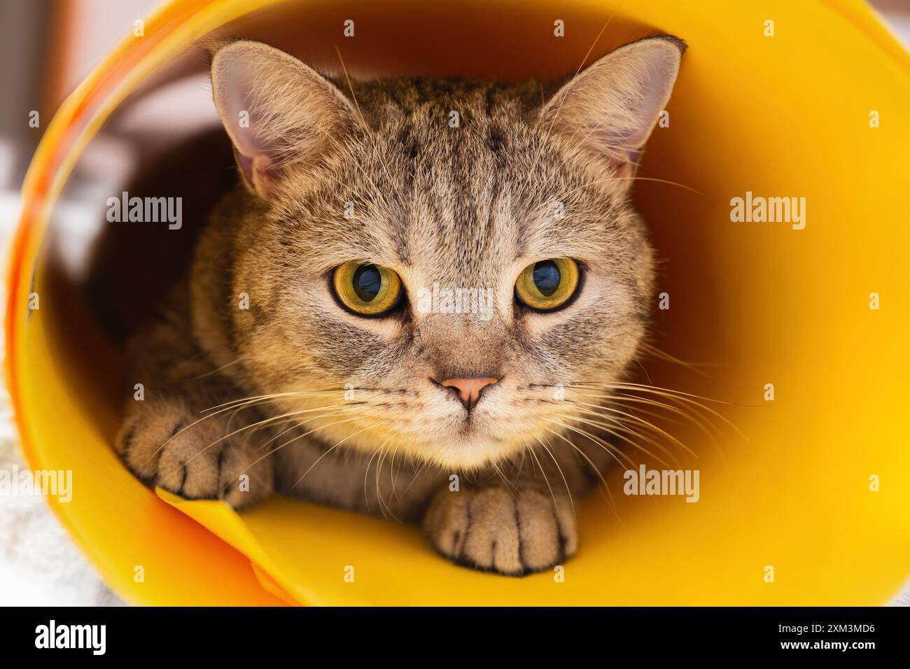 Close-up of a wide-eyed tabby cat peeking out from inside a bright ...