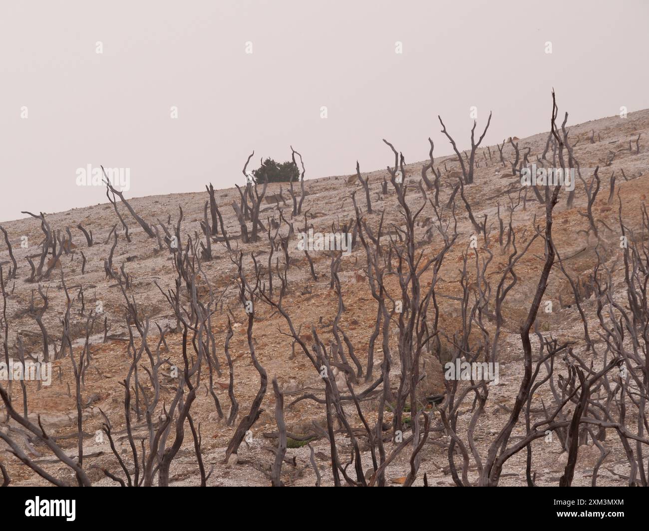 Dead trees with few branches hi-res stock photography and images - Alamy