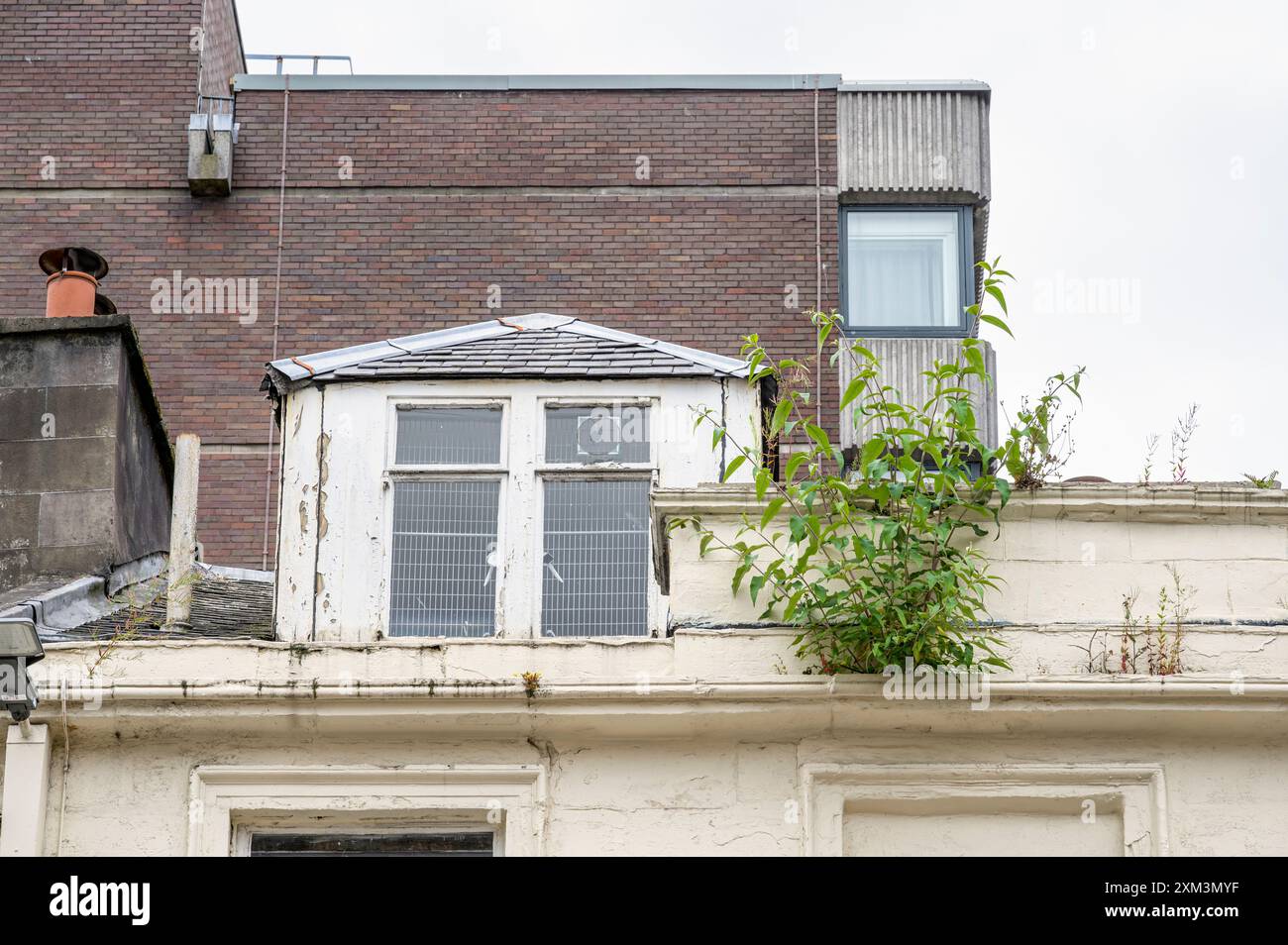 Invasive buddleia plant growing at the rooftop of a building in Glasgow ...