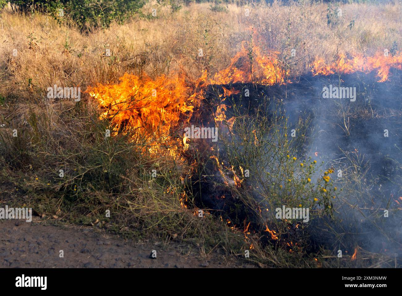 Forest and steppe fires dry completely destroy the fields and steppes ...