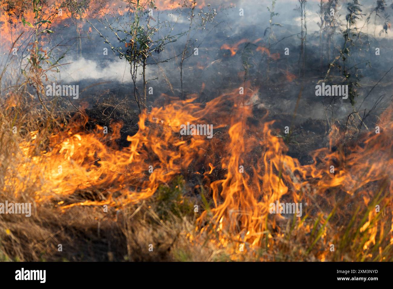 Forest and steppe fires dry completely destroy the fields and steppes ...