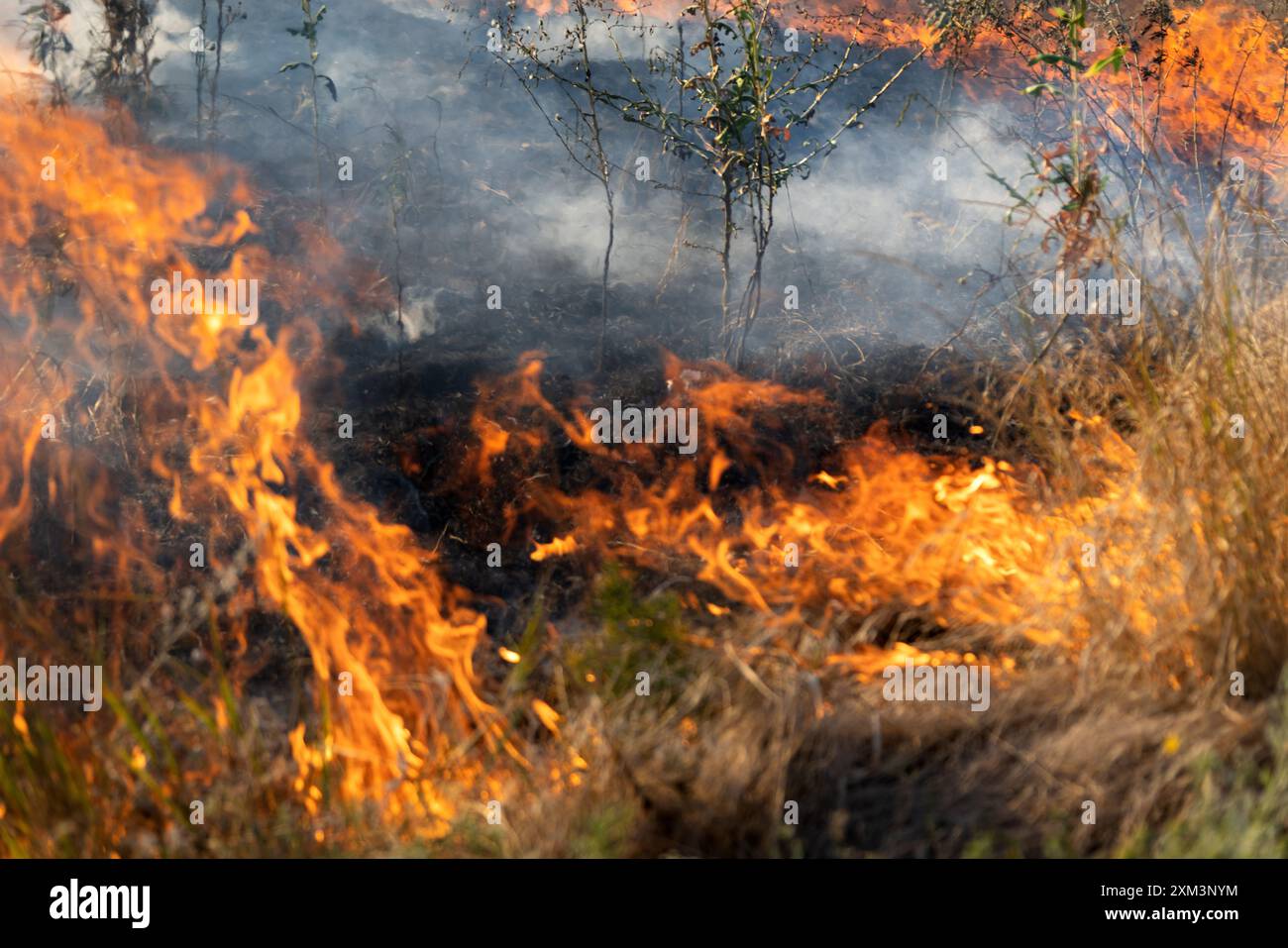 Forest and steppe fires dry completely destroy the fields and steppes ...