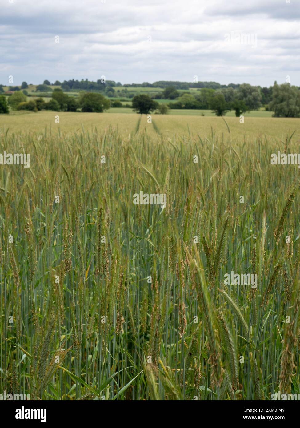 Bio energy crop hi-res stock photography and images - Alamy