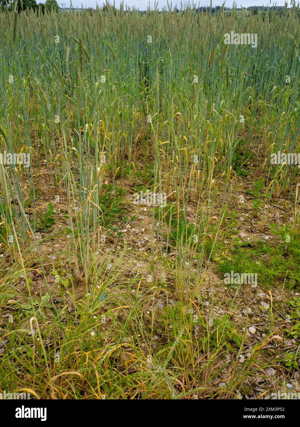 Rye, ripening energy crop Stock Photo - Alamy