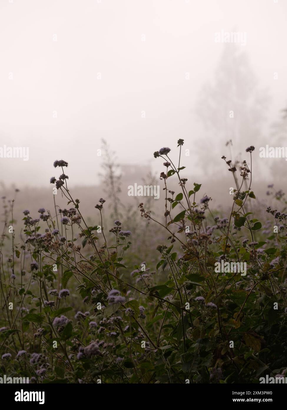A field of flowers is covered in fog. The flowers are purple and the ...