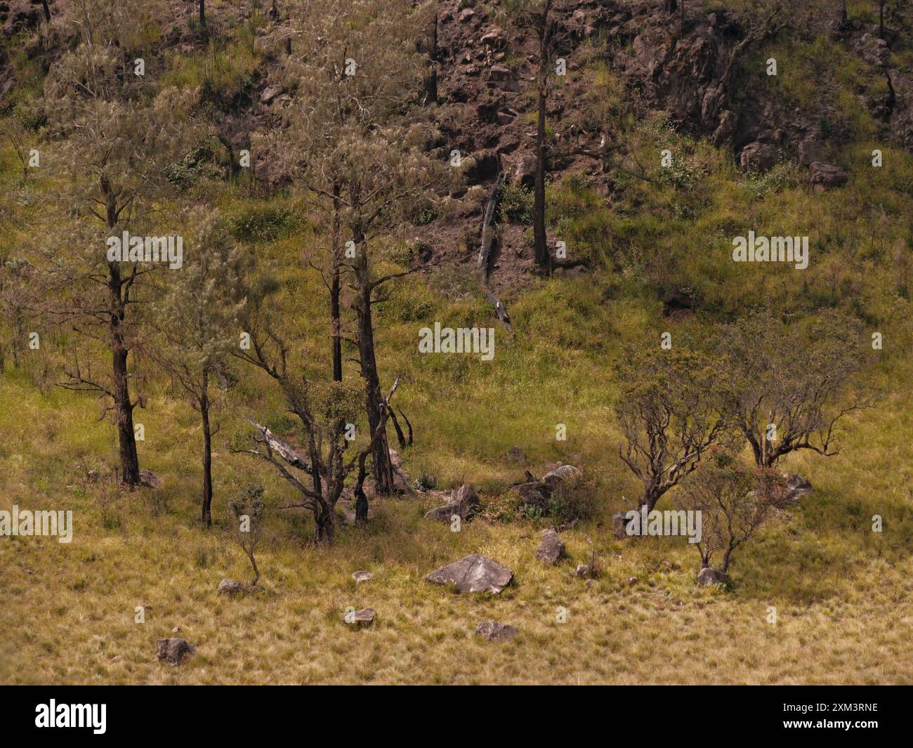 A field of trees and rocks with a few trees that are dead. Scene is ...
