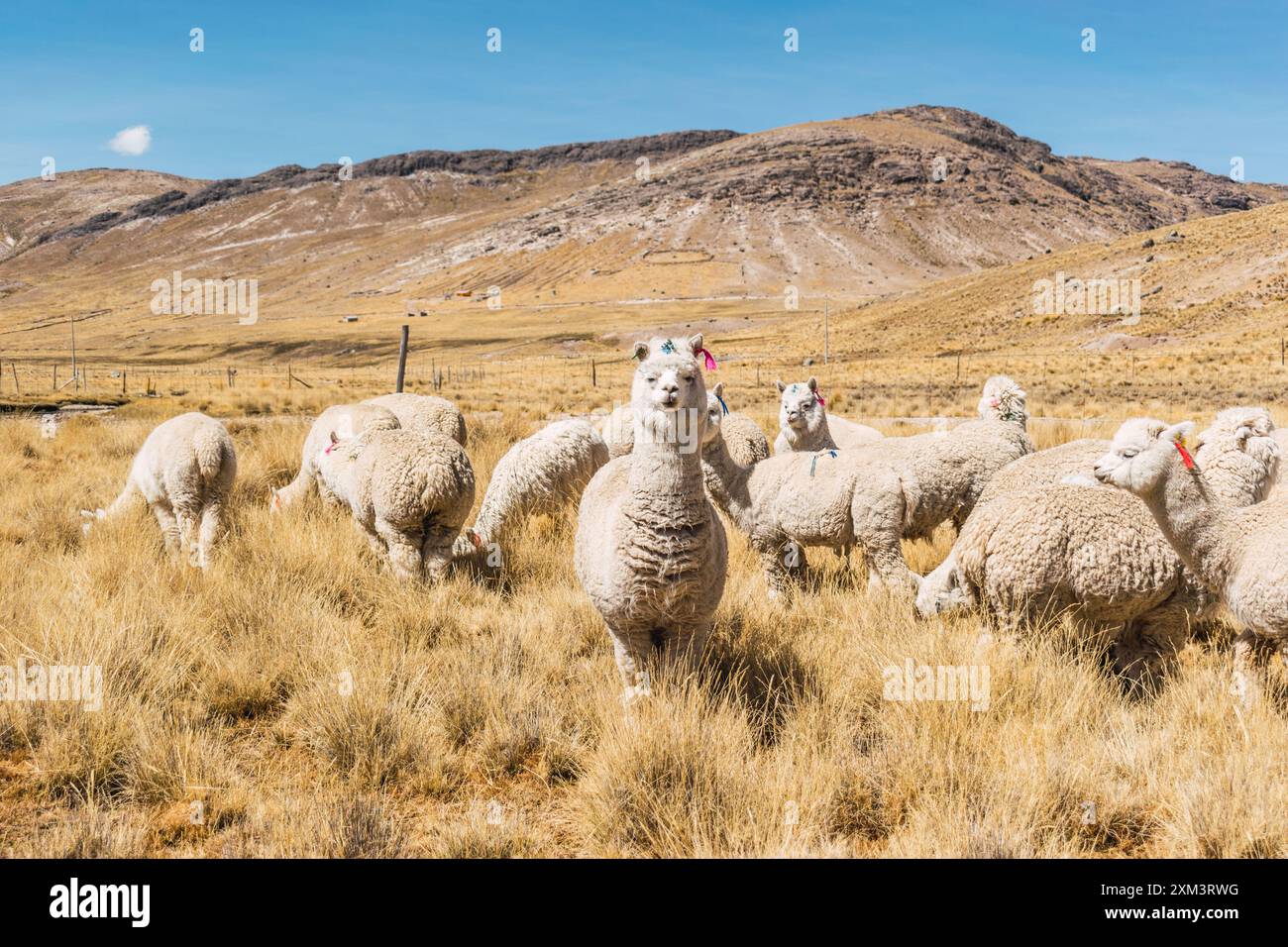 alpacas eating and grazing in the Andes mountain range surrounded by ...
