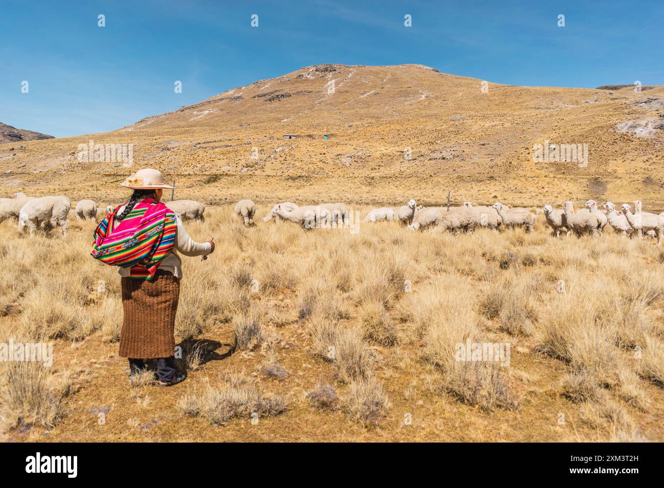 indigenous peasant woman grazing alpacas and camelids in the heights of ...