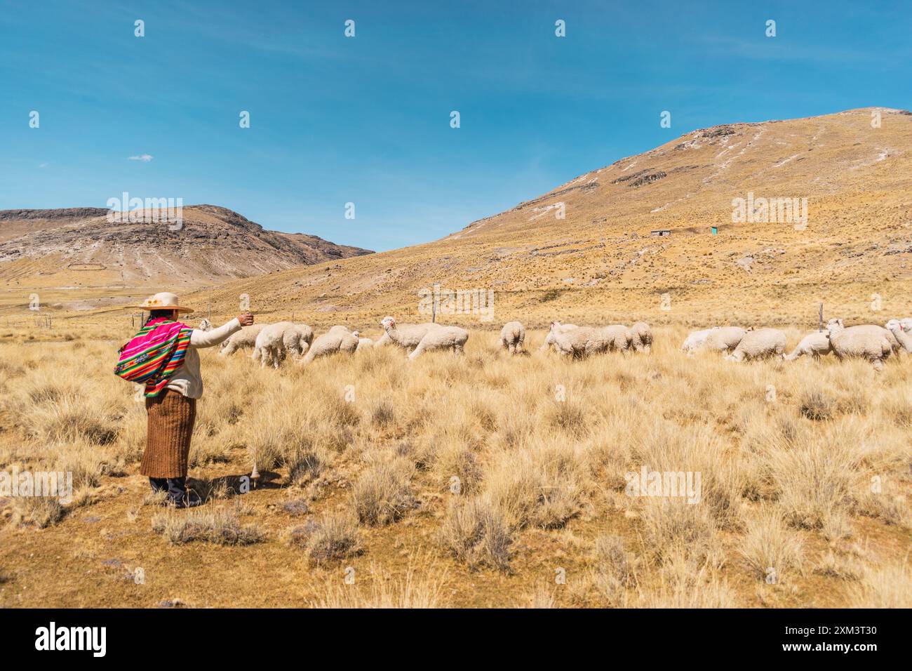 indigenous peasant woman grazing alpacas and camelids in the heights of ...