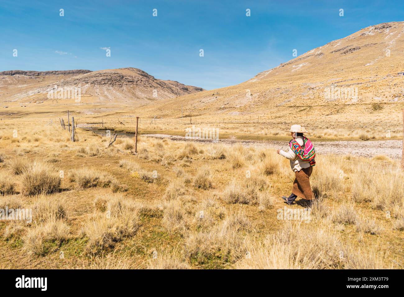 indigenous peasant woman grazing alpacas and camelids in the heights of ...