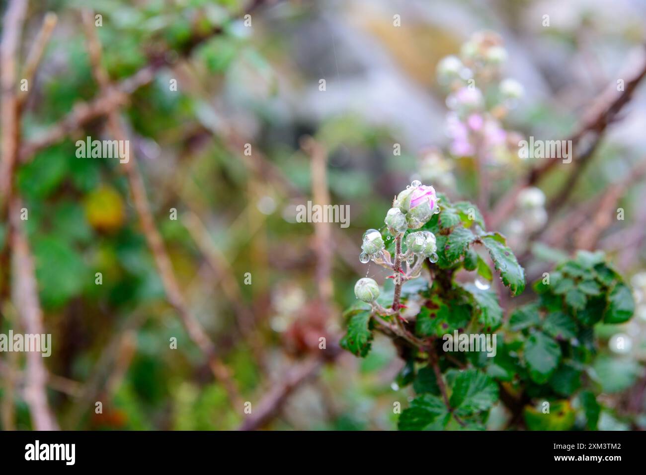 View of buds Stock Photo - Alamy
