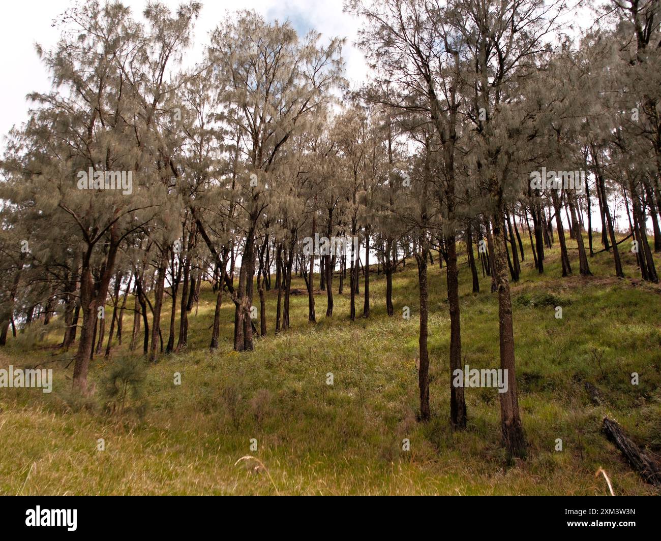 A forest with trees that are mostly brown and dead. The trees are ...