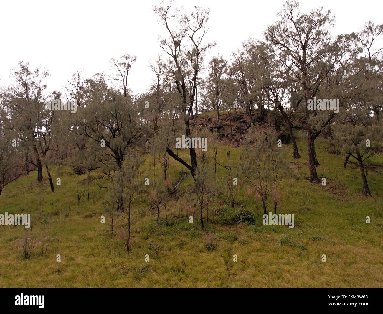 A forest with trees that are dead and brown. The trees are scattered ...