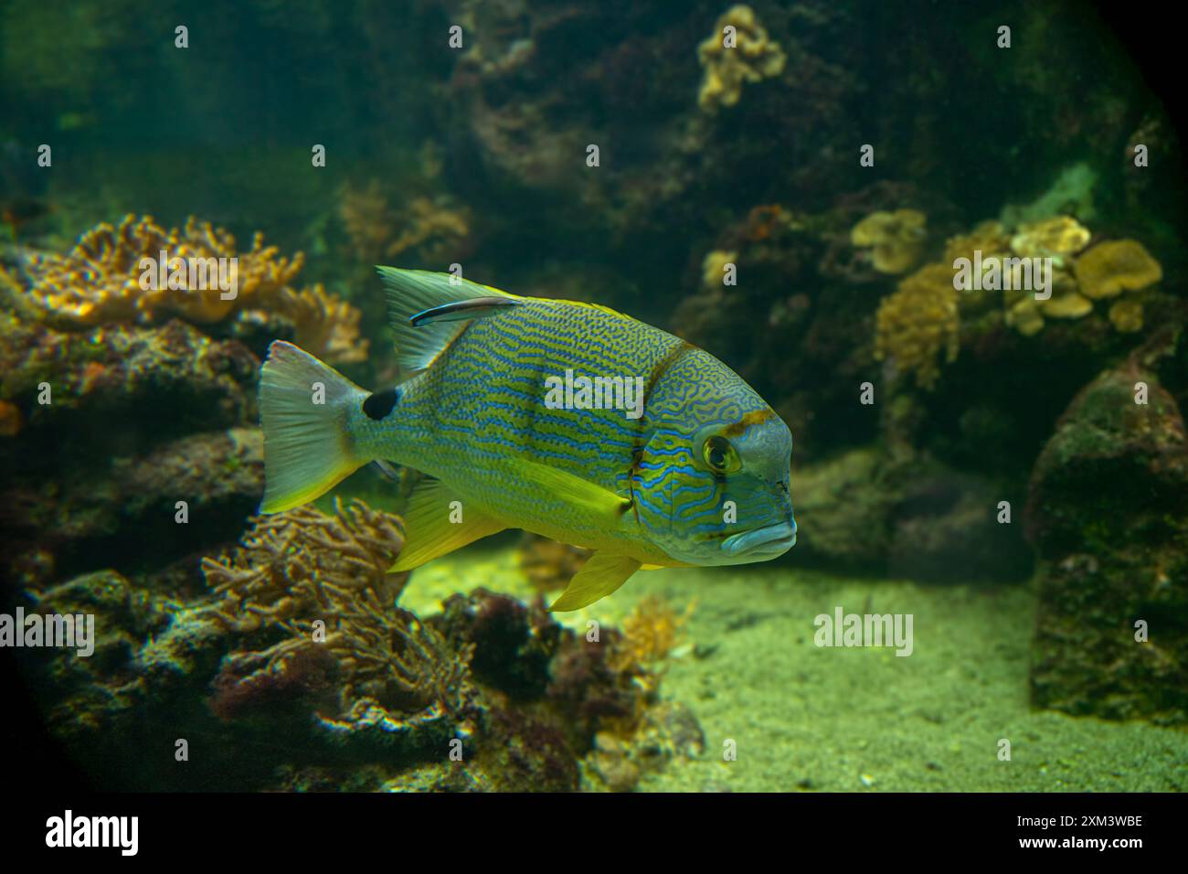 Blue-lined seabream or sailfin snapper (Symphorichthys spilurus) is a ...