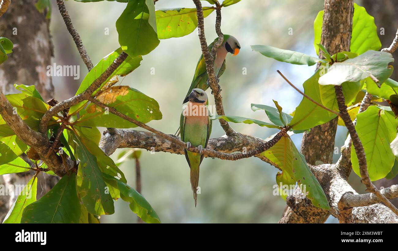 Colorful exotic birds perched on branch amidst lush green foliage Stock ...