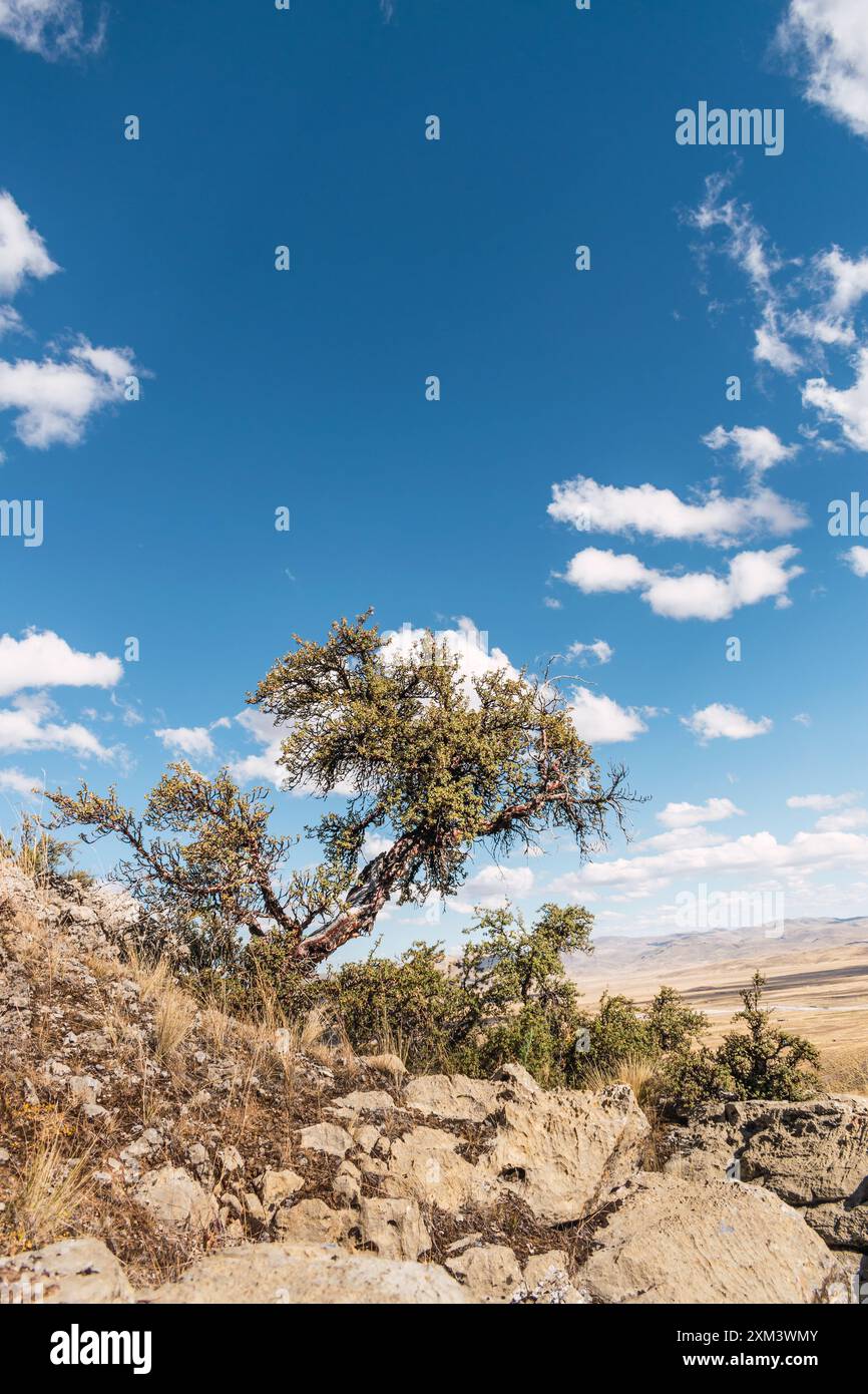 solitary green tree embedded in a cliff of a rock surrounded by a blue ...