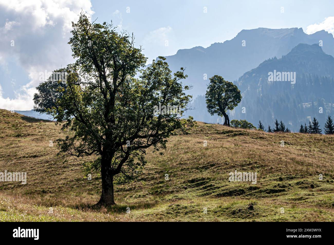 landscape in the Alps with mountains, meadows, trees Stock Photo - Alamy