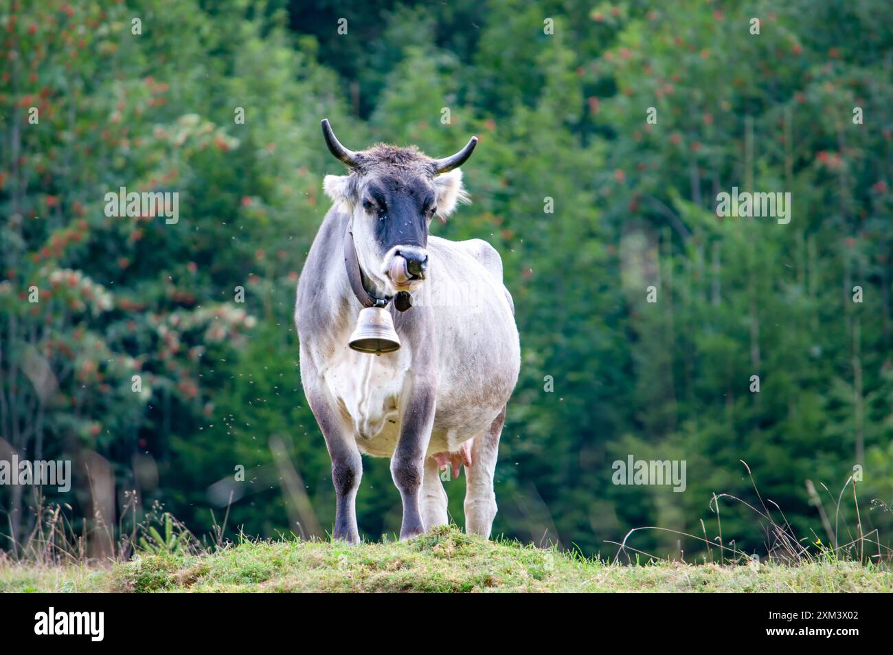 Cow with cowbell hi-res stock photography and images - Alamy