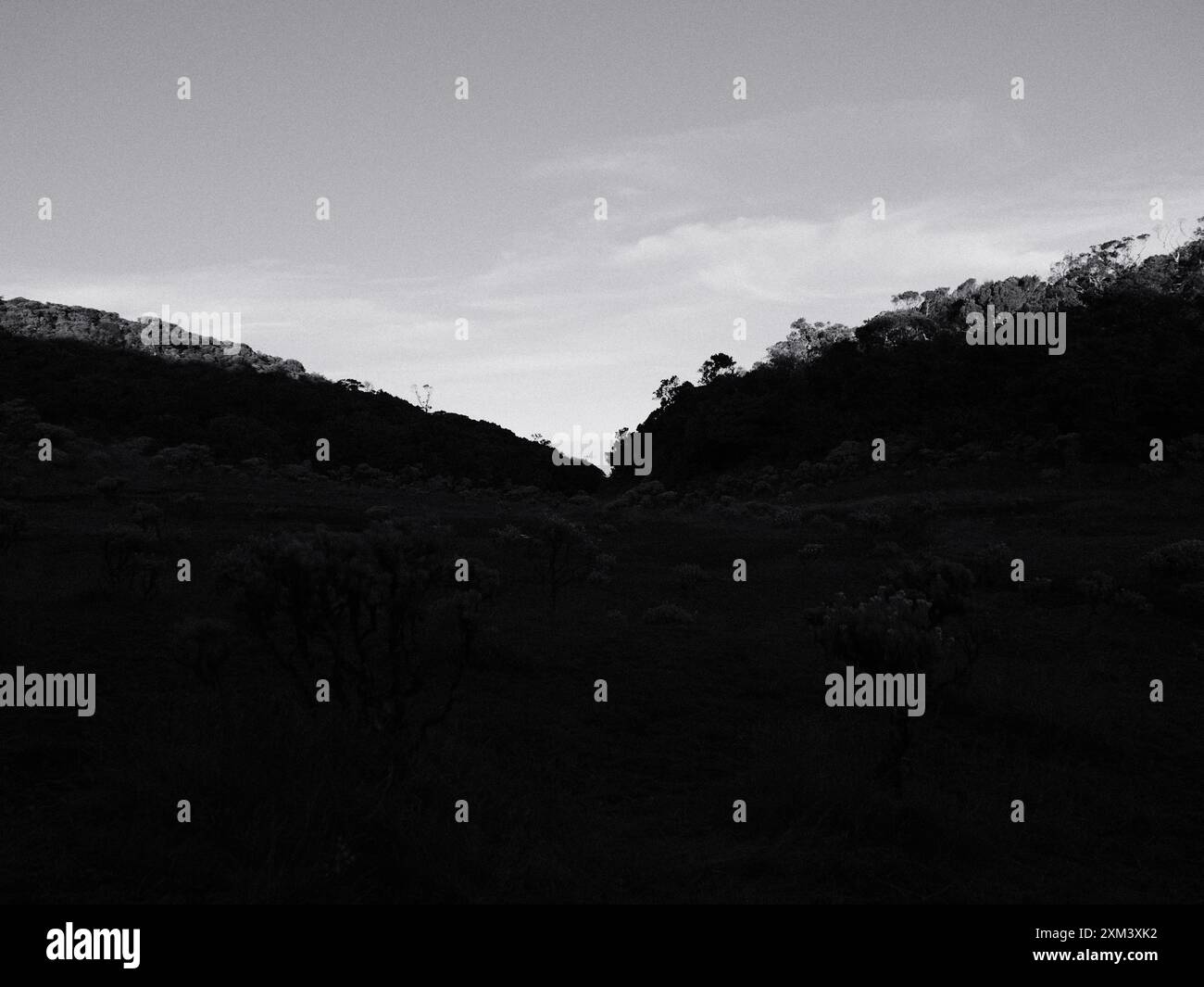 A black and white photo of a forest with a dark sky in the background ...
