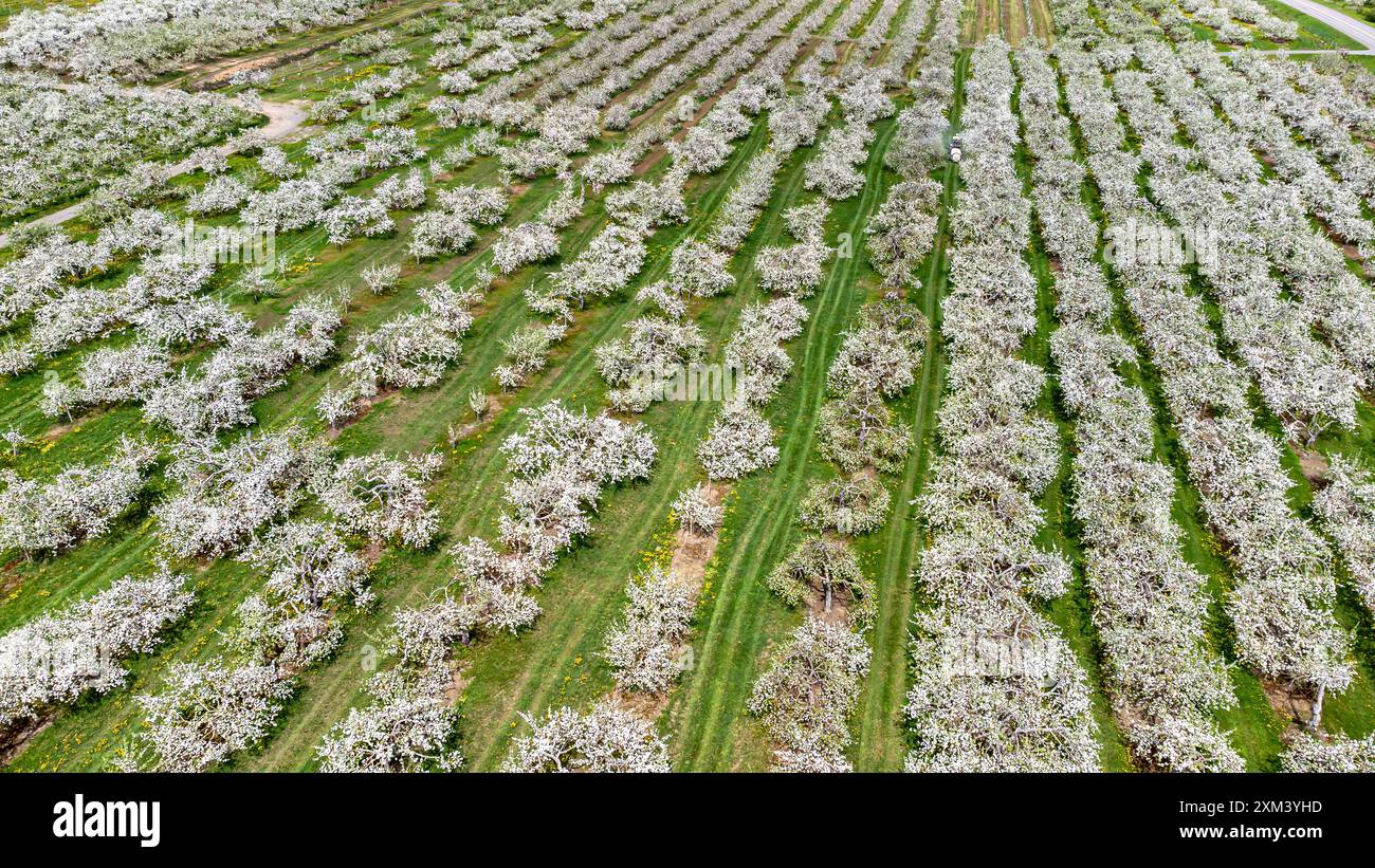 Orchard full of white blossoming apple trees. White color on green ...