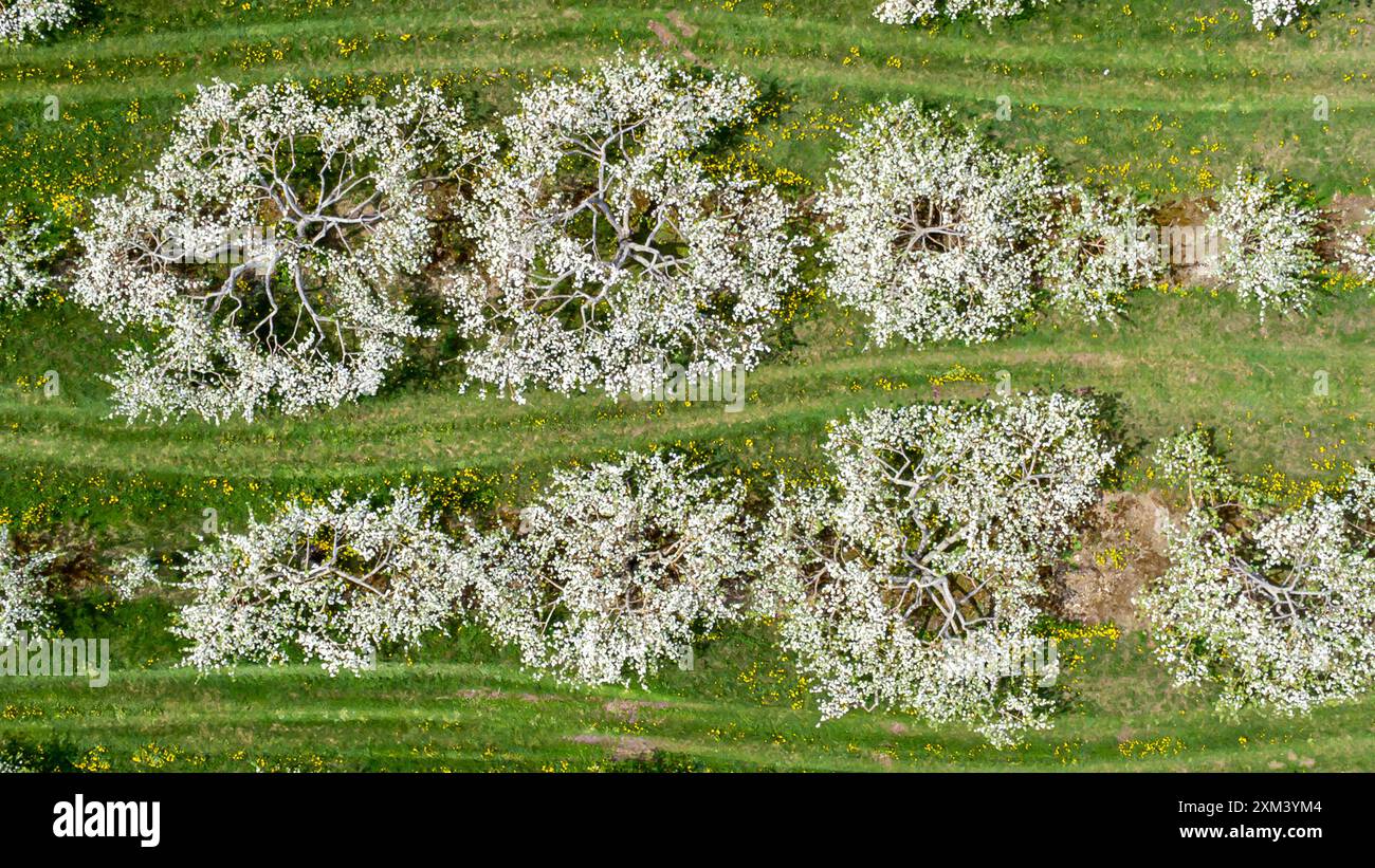 Aerial view apple orchard in hi-res stock photography and images - Alamy