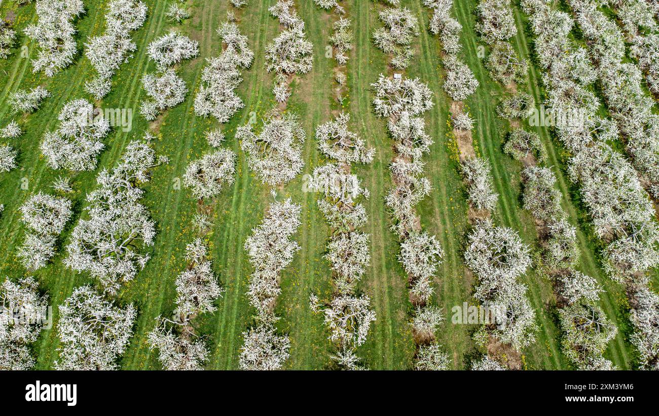High altitude aerial view of blossoming apple trees at spring. Apple ...