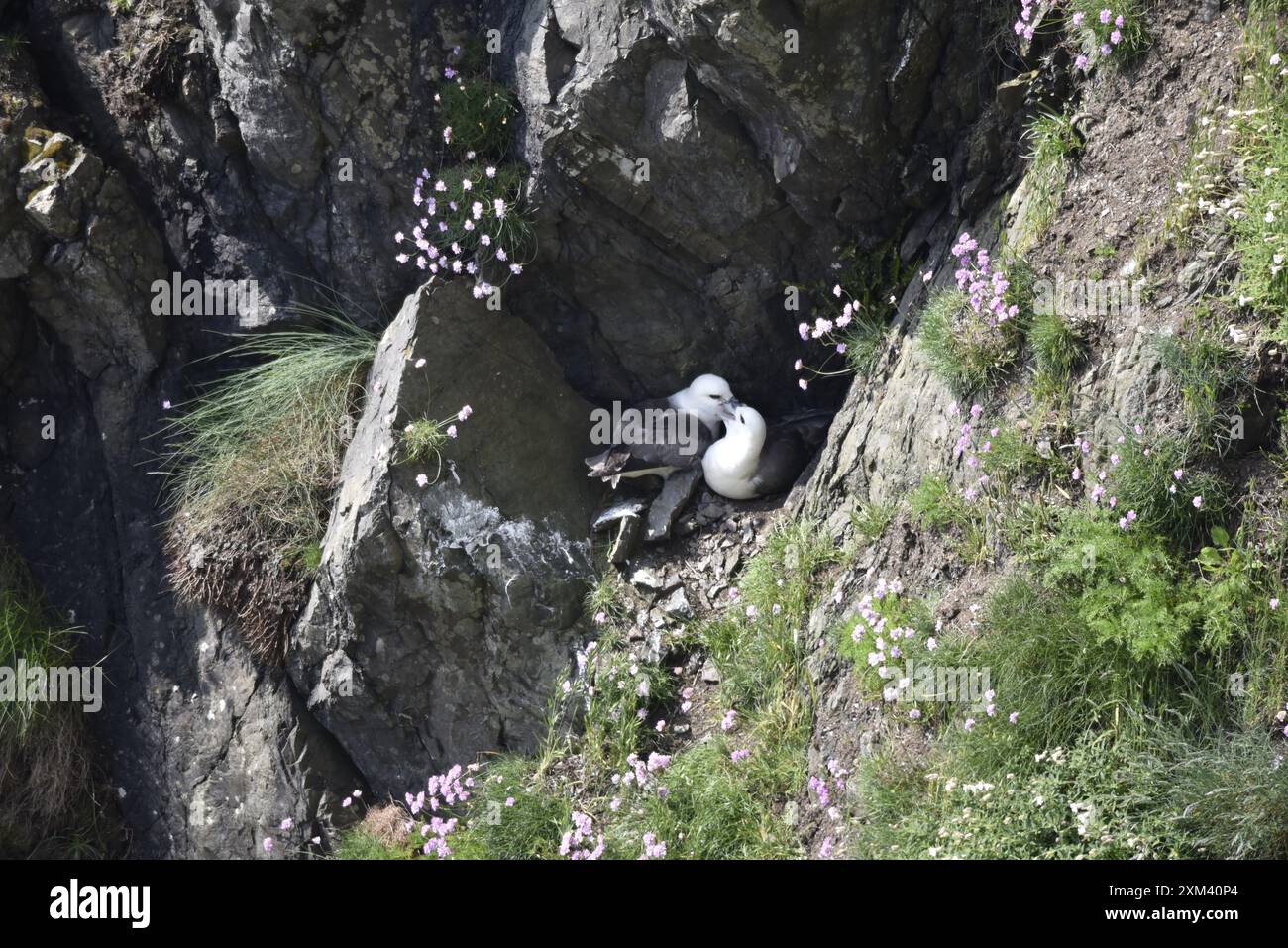Pair of Courting Fulmars (Fulmaris glacialis) with Beaks Interlocked ...