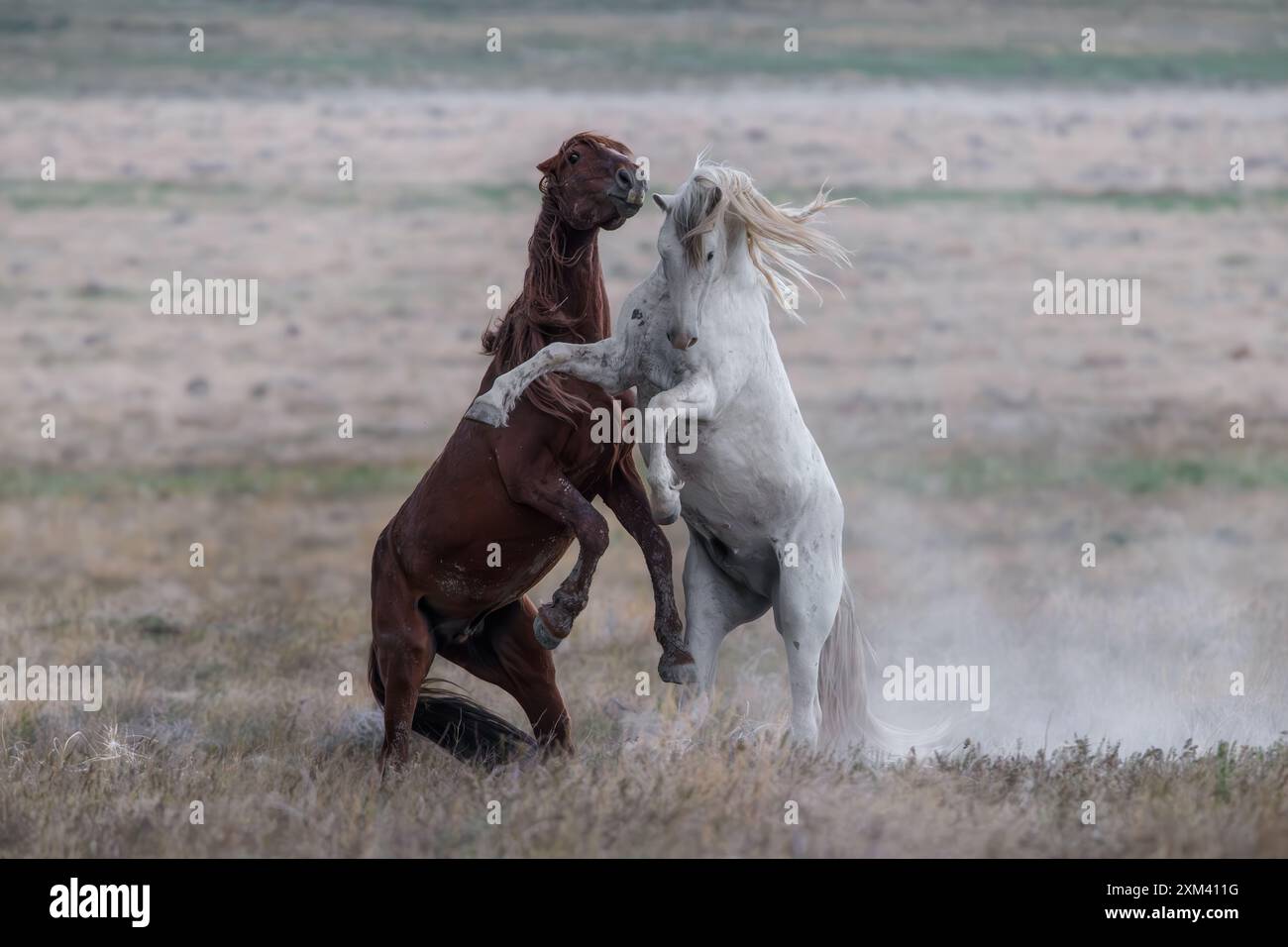 The Onaqui Mountain wild horse herd have a slight to moderate build and ...